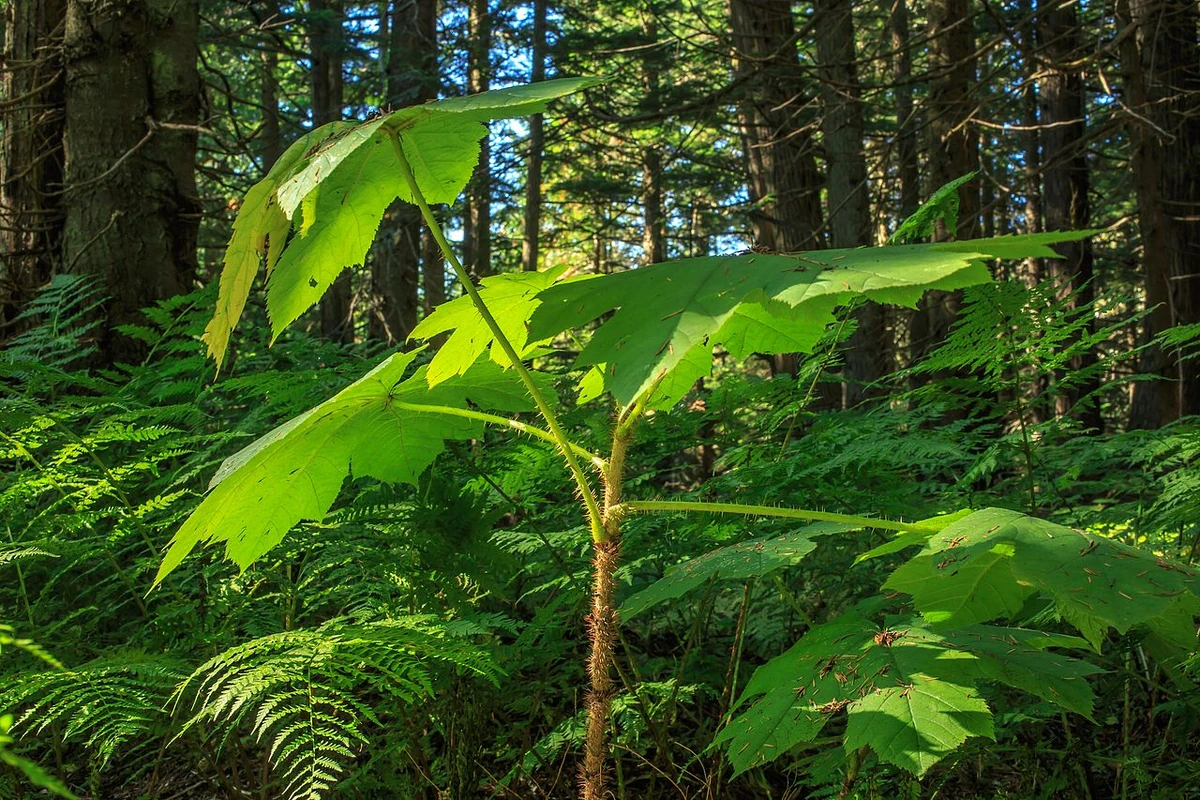 Mythopoeia | Welcome To Waiting Wiki | Fandom