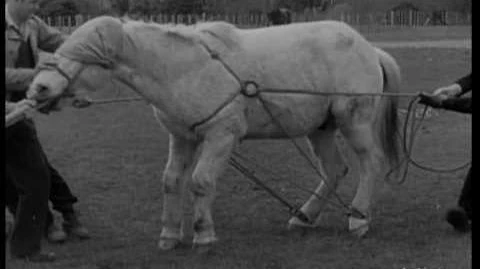 Category:Double Tenth Festival | Wellington Chinese History Wiki | Fandom