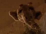 Giraffe/Movies | WeLoveAnimals Wiki | Fandom