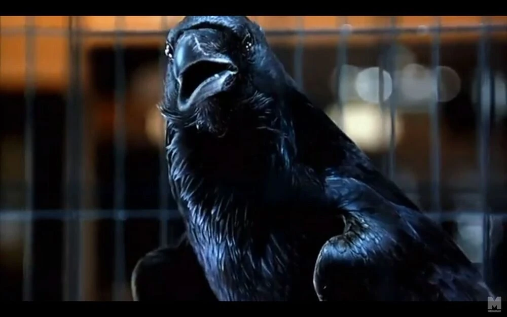 Common Raven | WeLoveAnimals Wiki | Fandom