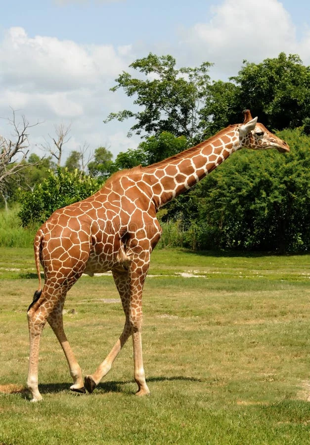 Giraffe | WeLoveAnimals Wiki | Fandom