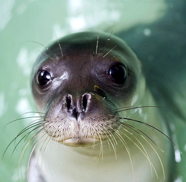 Moonglade | We_Love_Selkies Wiki | Fandom