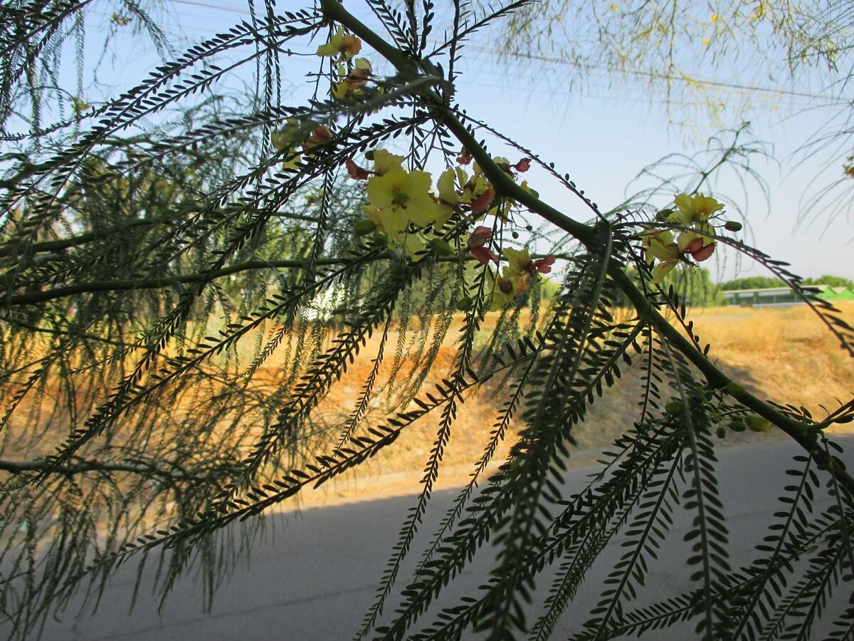 Parkinsonia | Weltpedia Wiki | Fandom