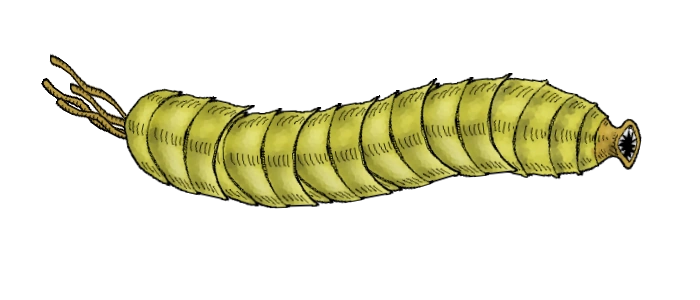 Burrow Worm - Official We Need to go Deeper Wiki