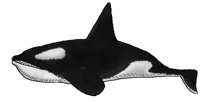 Orca - Official We Need to go Deeper Wiki