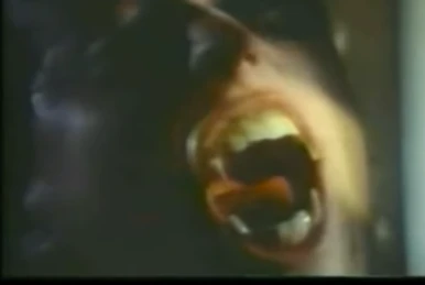 werewolf friendly haven