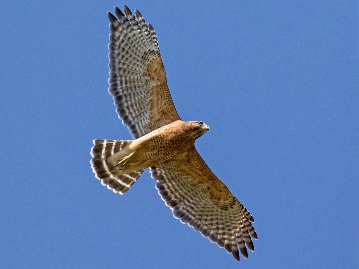 Werehawk | Wereworld Wiki | Fandom