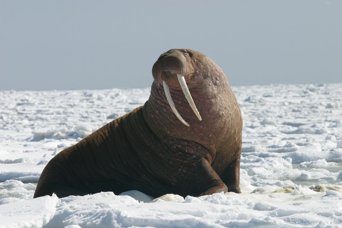 Werewalrus | Wereworld Wiki | Fandom
