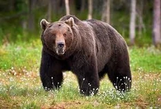 Werebear | Wereworld Wiki | Fandom