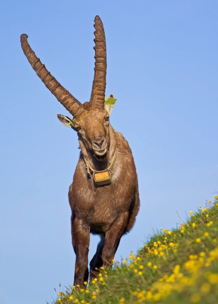 Wereibex | Wereworld Wiki | Fandom