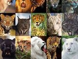 Category:Werecreatures | Wereworld Wiki | Fandom