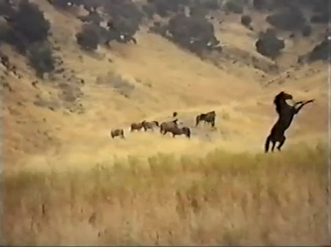 Chase a Wild Horse | Western Series Wiki | Fandom