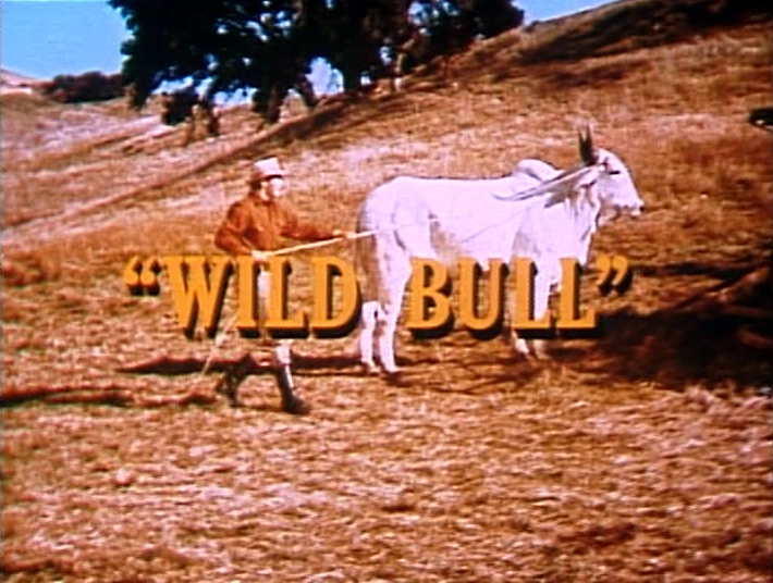 Wild Bull | Western Series Wiki | Fandom