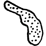 gun-shaped cookie - West of Loathing Wiki