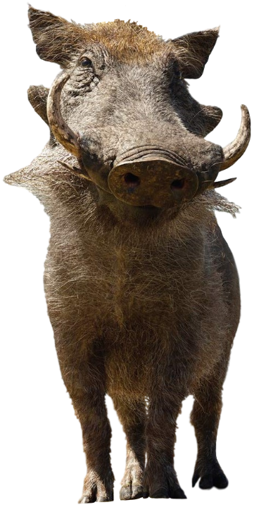 Pumbaa | Who Framed Roger Rabbit Fanon Wiki | Fandom