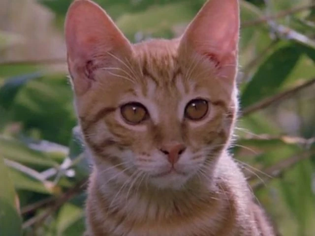 Milo (The Adventures of Milo and Otis) | Who Framed Roger Rabbit Fanon ...