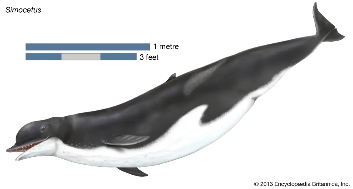 Simocetus | Whale-a-pedia Wiki | Fandom