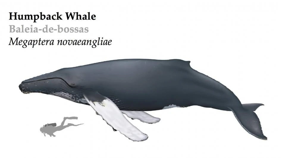 Humpback Whale | Whale-a-pedia Wiki | Fandom