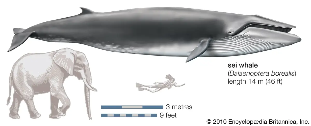 Sei Whale | Whale-a-pedia Wiki | Fandom