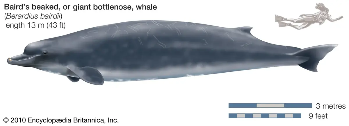 Baird's beaked/Bottlenose Whale | Whale-a-pedia Wiki | Fandom