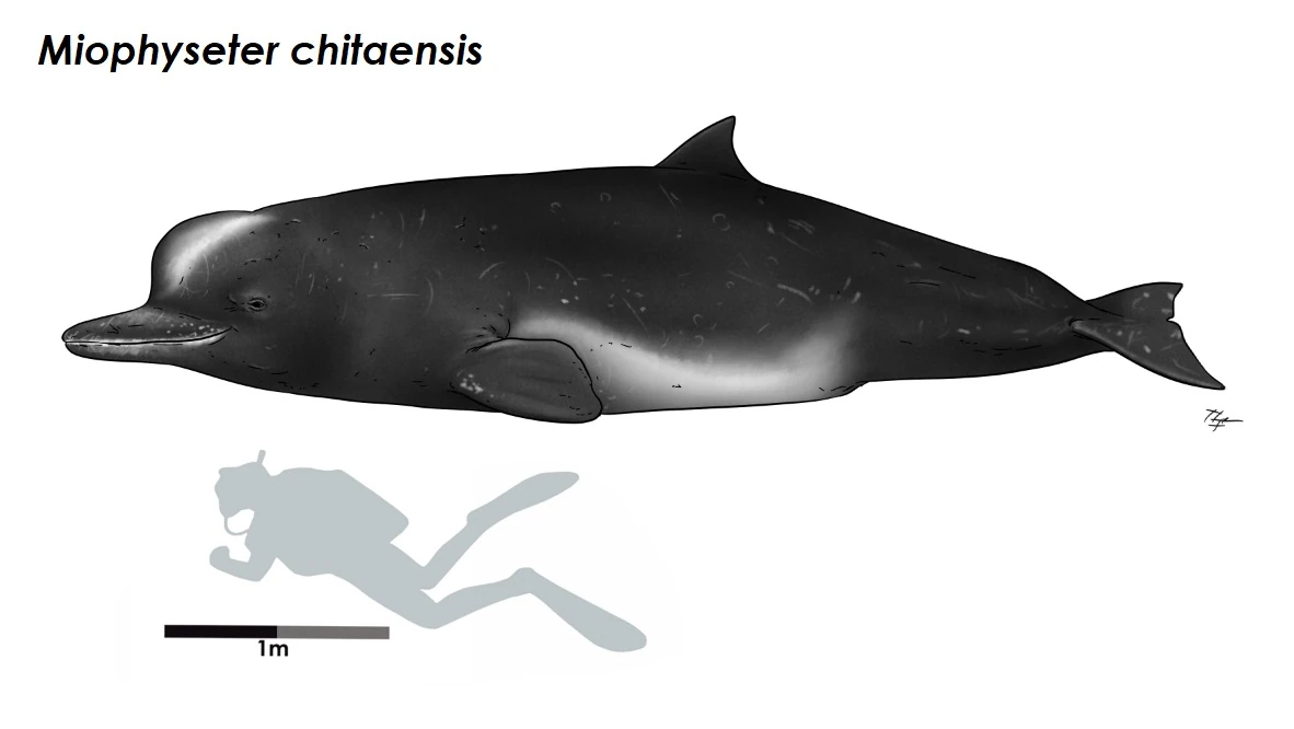 Miophyseter Chitaensis | Whale-a-pedia Wiki | Fandom