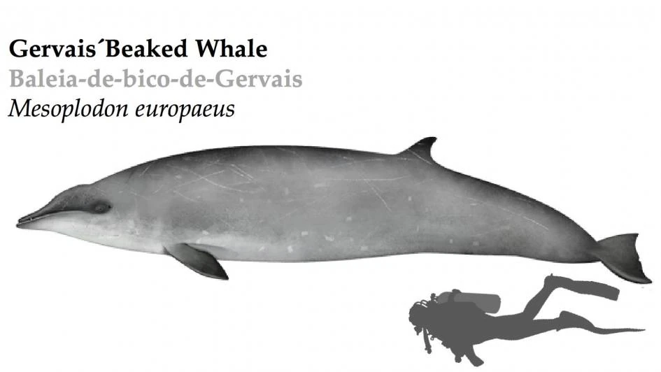 Gervais' Beaked Whale | Whale-a-pedia Wiki | Fandom