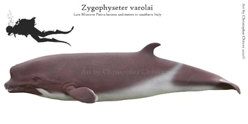 Macroraptorial Sperm Whales/Physeteroids | Whale-a-pedia Wiki | Fandom