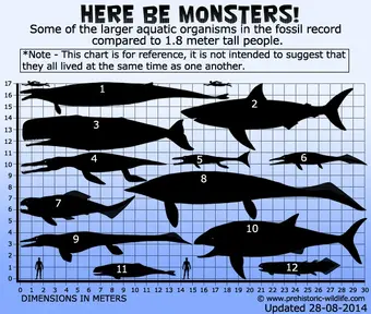 Megalodon Versus Basilosaurus Megalodon Size: How Big Was The