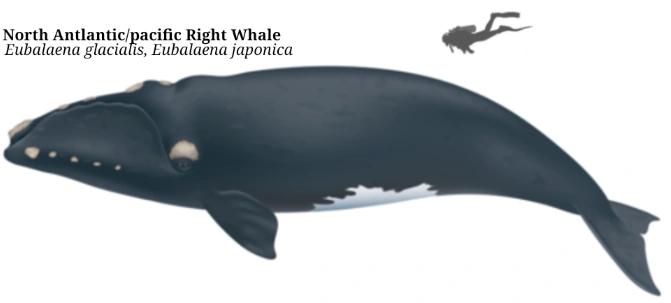 Northern/Southern Right Whale | Whale-a-pedia Wiki | Fandom