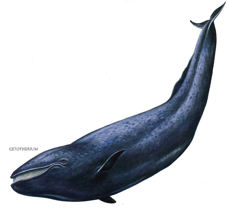Cetotherium | Whale-a-pedia Wiki | Fandom