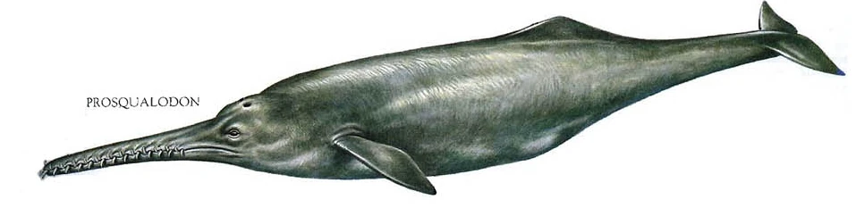 Prosqualodon | Whale-a-pedia Wiki | Fandom