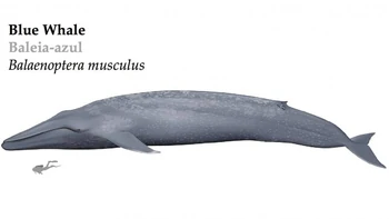 Blue Whale | Whale-a-pedia Wiki | Fandom