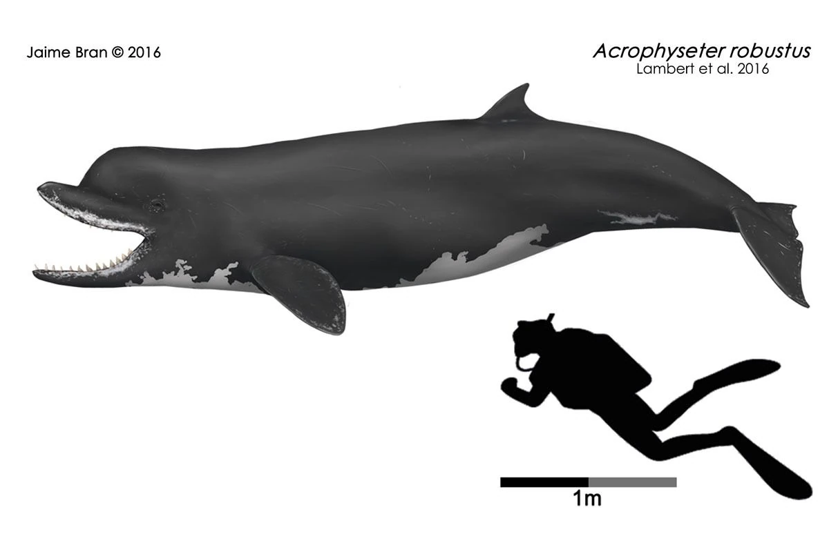 Acrophyseter Robustus | Whale-a-pedia Wiki | Fandom