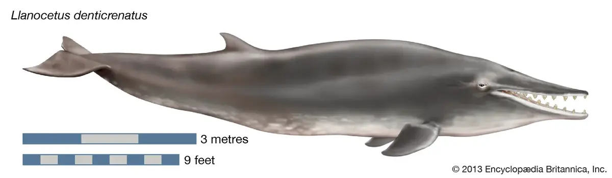 Llanocetus Denticrenatus | Whale-a-pedia Wiki | Fandom