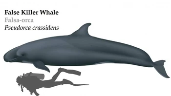 False Killer Whale | Whale-a-pedia Wiki | Fandom