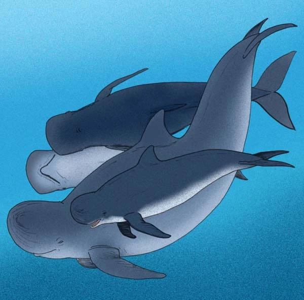 Blunt-Snout Dolphin | Whale-a-pedia Wiki | Fandom