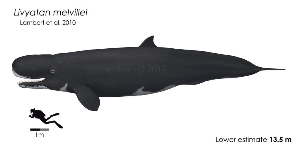 Livyatan Melvillei | Whale-a-pedia Wiki | Fandom