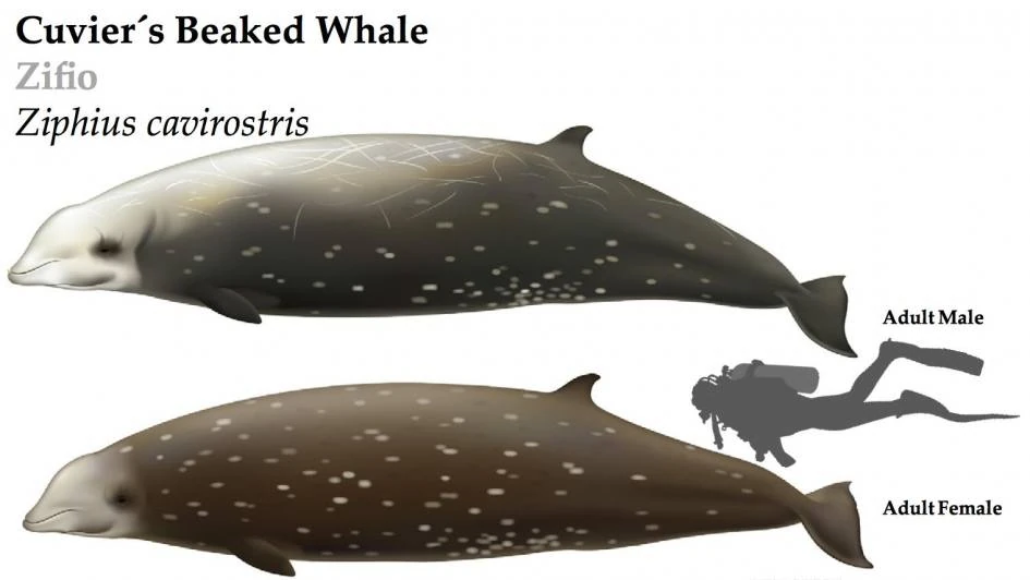 Cuvier's Beaked Whale | Whale-a-pedia Wiki | Fandom