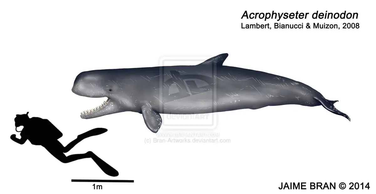 Acrophyseter Deinodon | Whale-a-pedia Wiki | Fandom