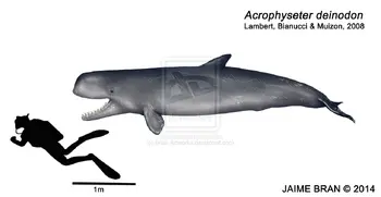 Macroraptorial Sperm Whales/Physeteroids | Whale-a-pedia Wiki | Fandom