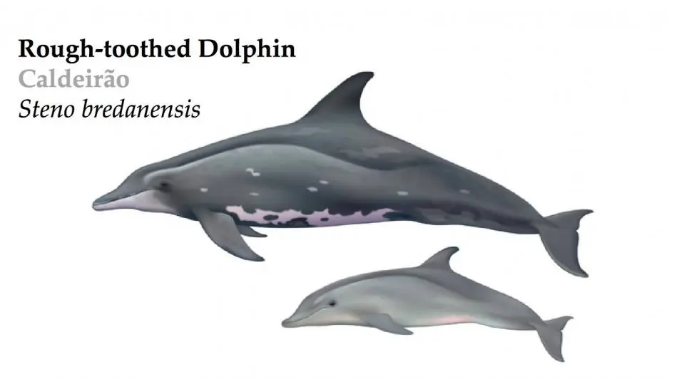 Rough-Toothed Dolphin | Whale-a-pedia Wiki | Fandom