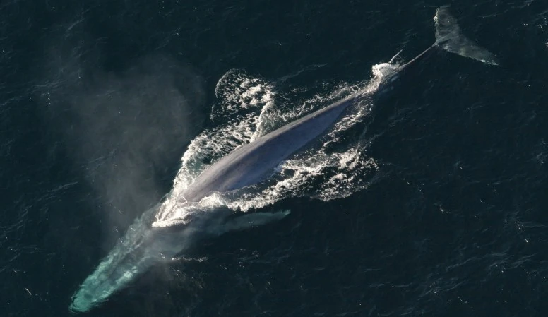 Blue Whale Facts | Whales Wikia | Fandom