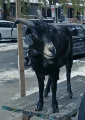 Black Peter | What We Do in the Shadows Wiki | Fandom