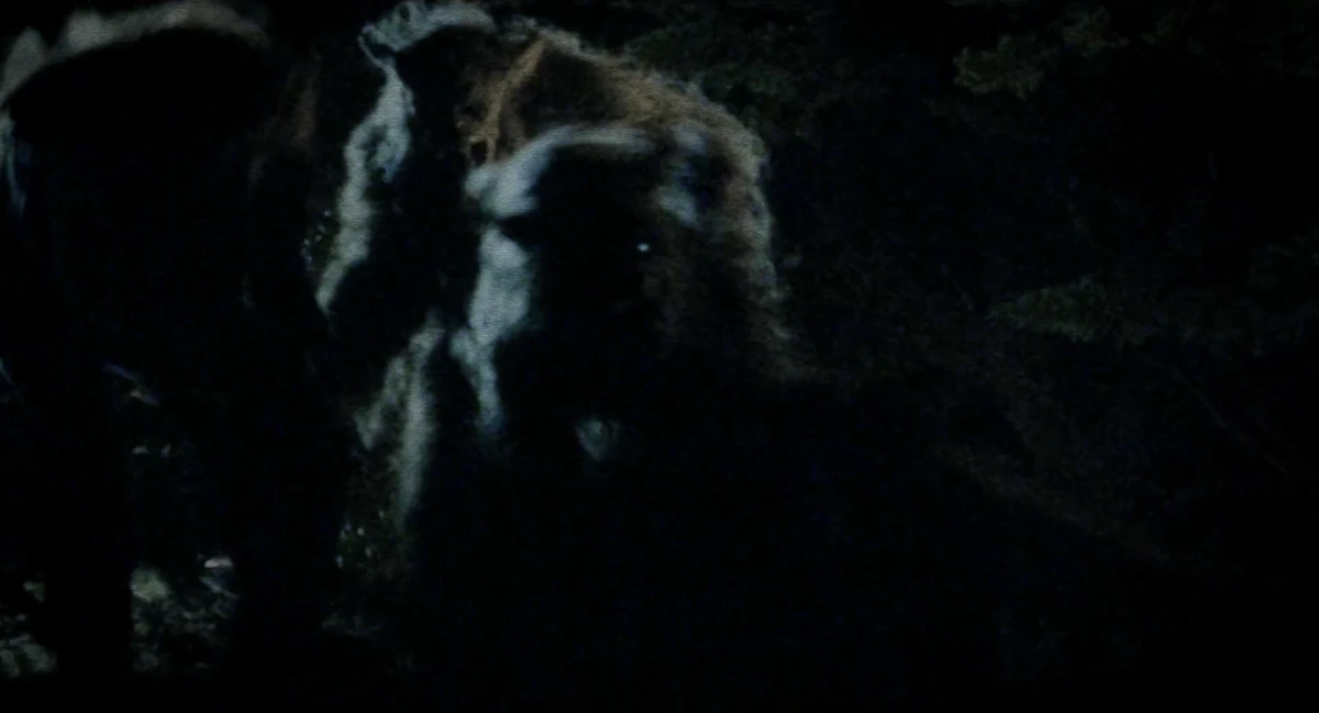 Werewolves | What We Do in the Shadows Wiki | Fandom