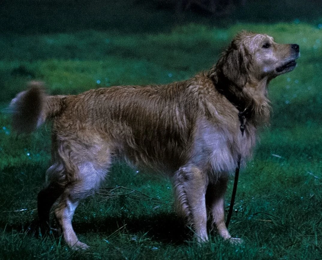 Aspen | What We Do in the Shadows Wiki | Fandom