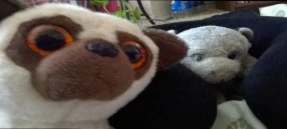 Rufus | White Pet Wiki | Fandom