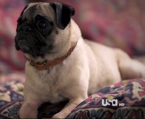 Bugsy | White Collar Wiki | Fandom