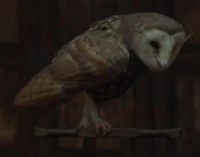 Owl | Wicked Wiki | Fandom