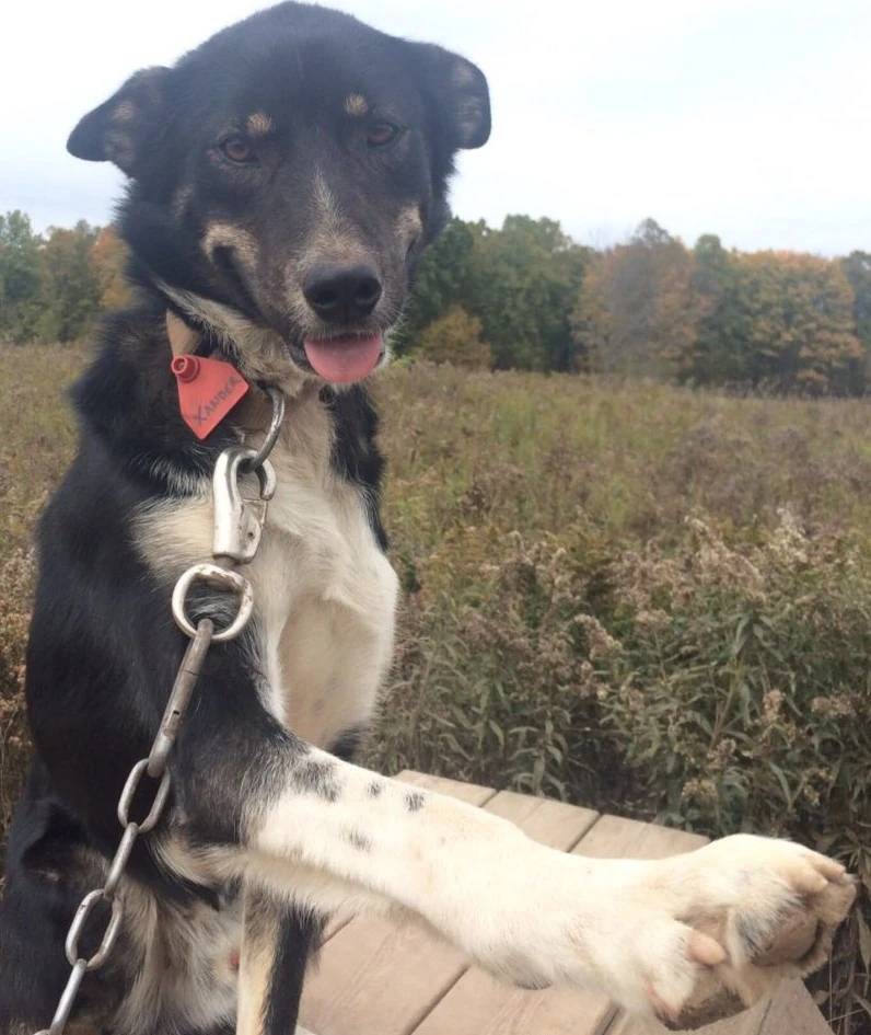 Xander | Wicksypedia - All your Ugly Dog Info! Wiki | Fandom