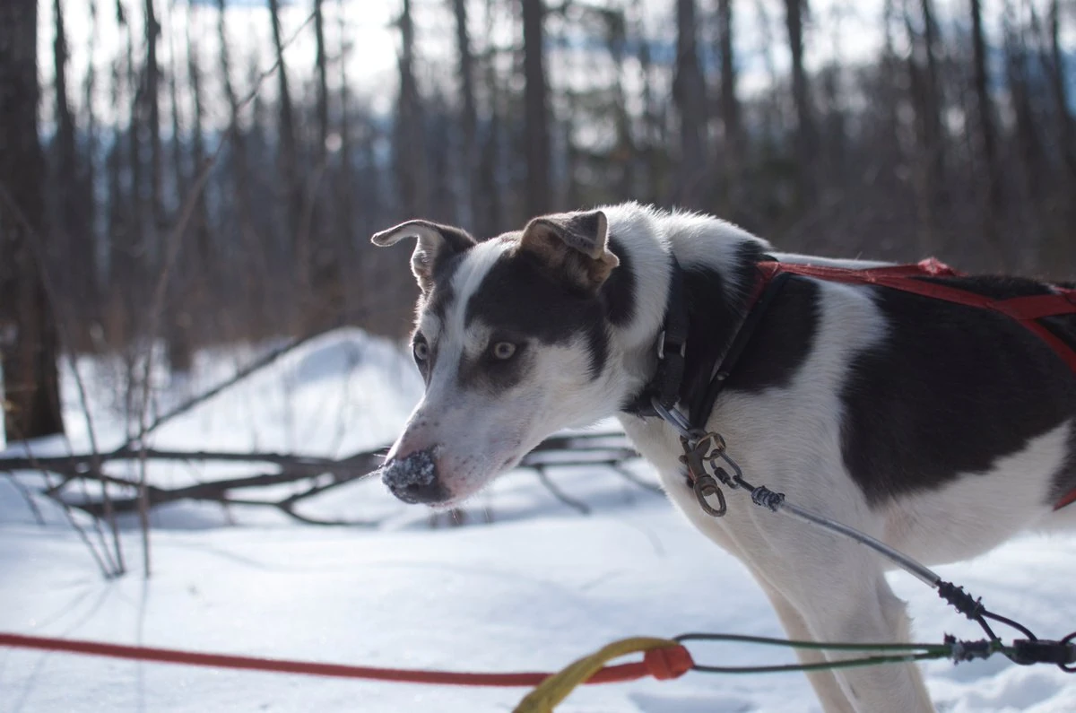 Willy | Wicksypedia - All your Ugly Dog Info! Wiki | Fandom